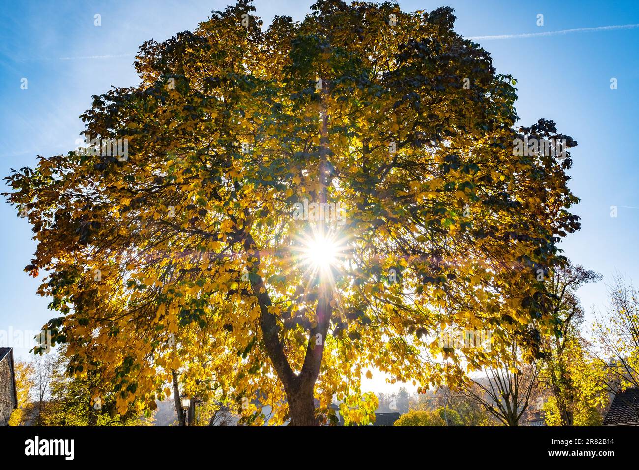 A sunlit landscape of trees with sunrays filtering through the branches ...