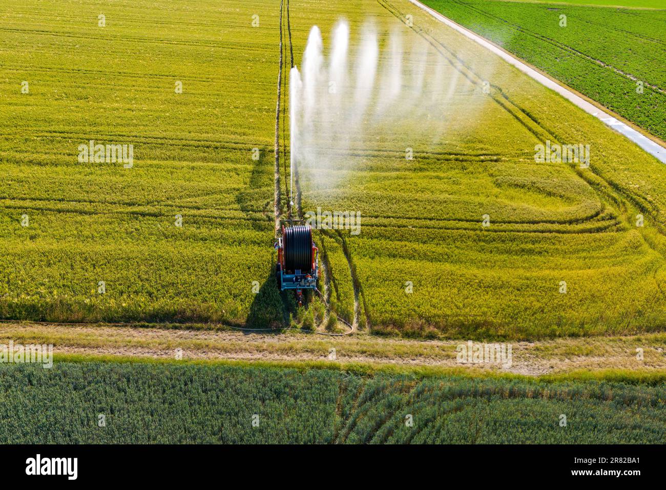 Irrigation water is blown away by the wind on a field with grain, heat ...