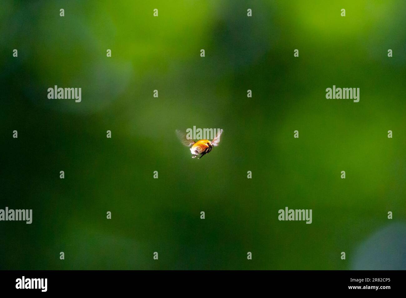 High resolution bee image hi-res stock photography and images - Alamy