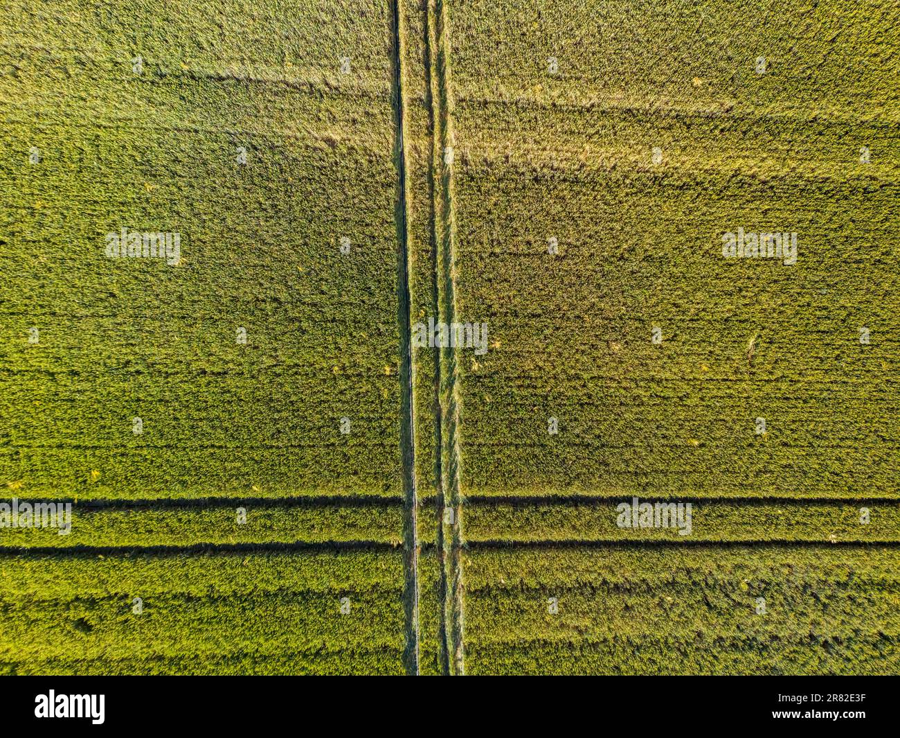 Aerial view of a field with grain with tractor tracks, Germany Stock ...