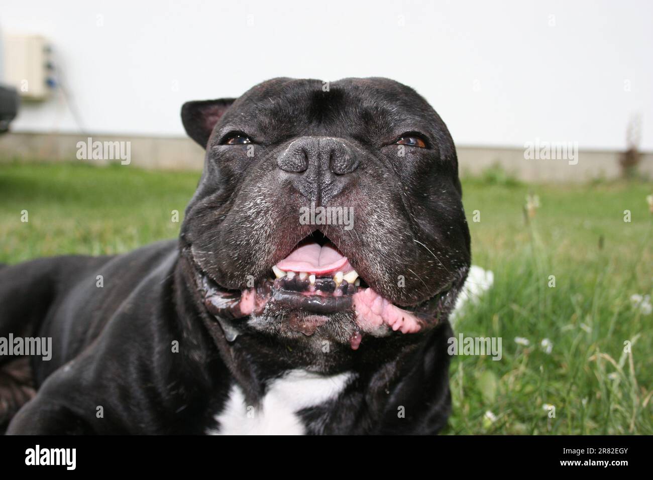 A closeup image of an American Bully breed of dog Stock Photo - Alamy