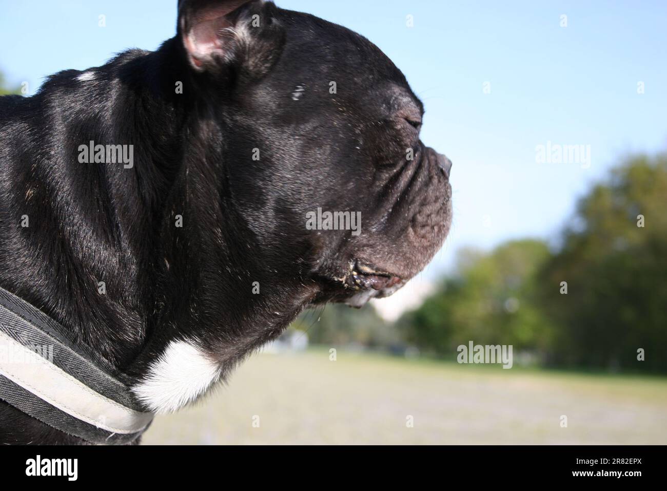 A closeup image of an American Bully breed of dog Stock Photo - Alamy