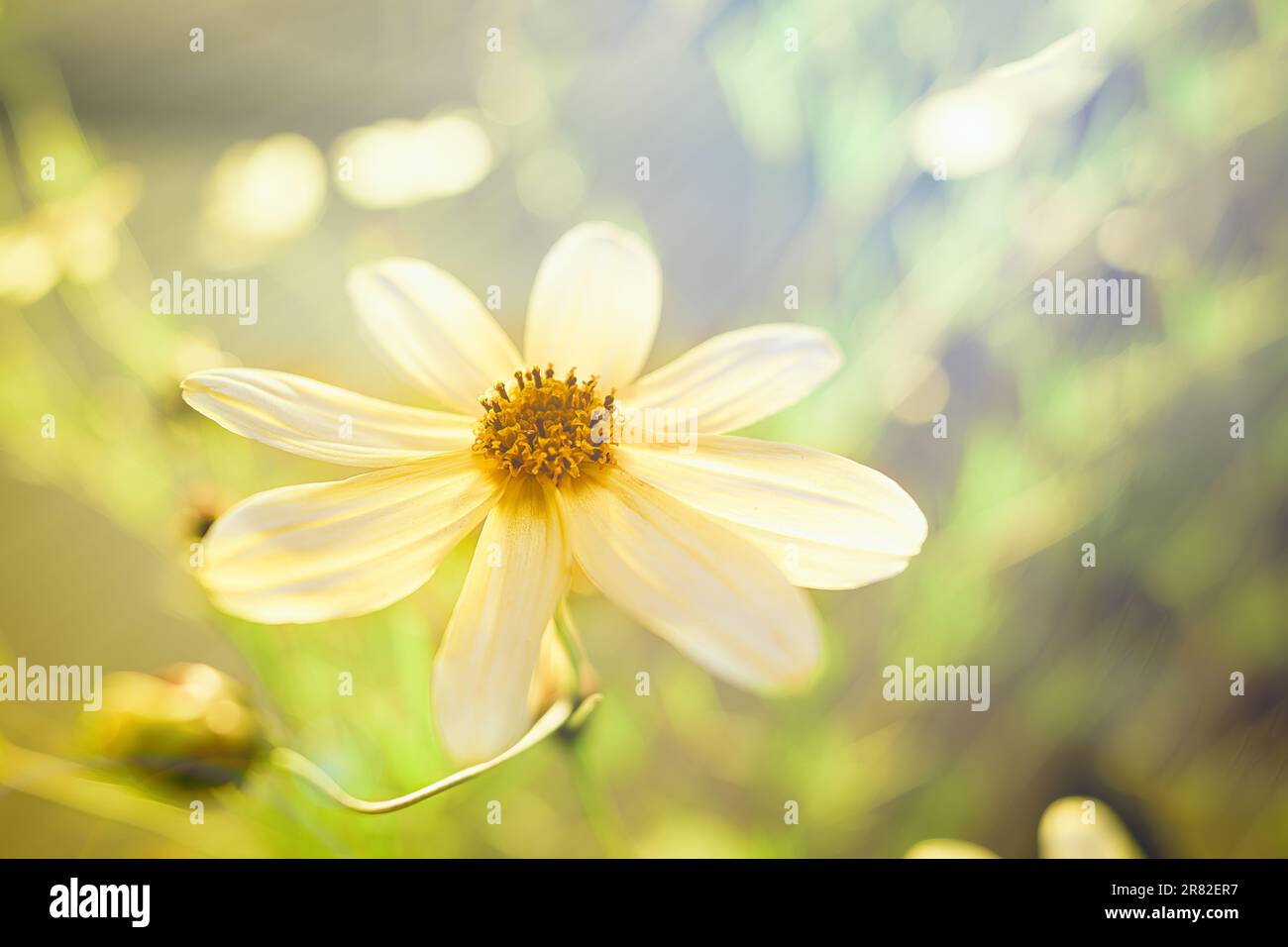 Golden hour flower bouquet hi-res stock photography and images - Alamy
