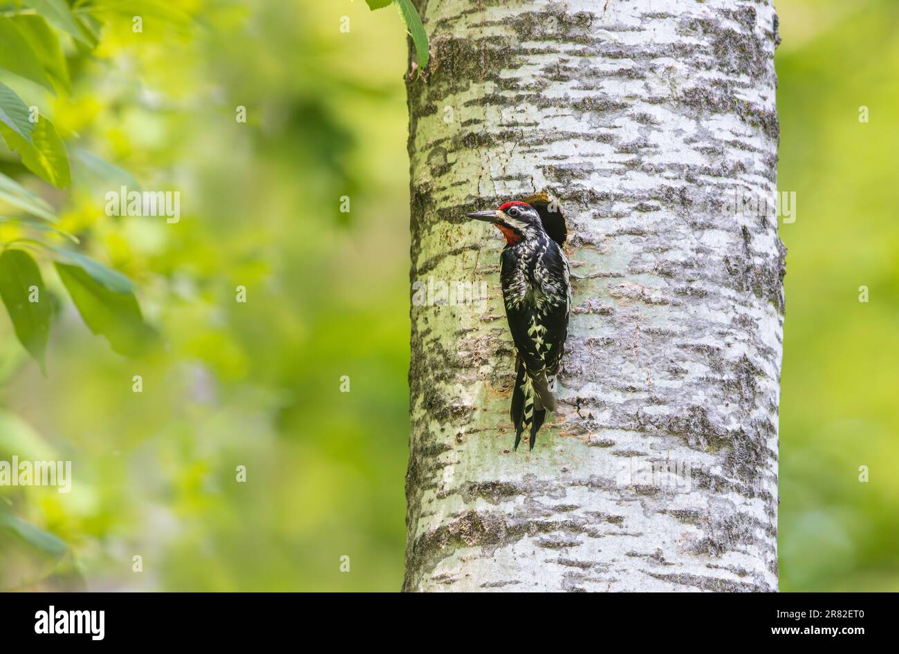 Male yellow-bellied sapsucker in northern Wisconsin Stock Photo - Alamy