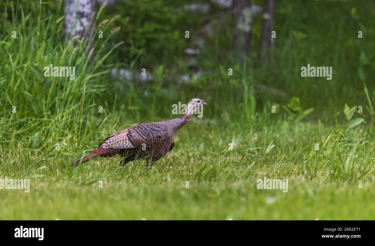Hen turkey escaping into the forest in northern Wisconsin Stock Photo ...