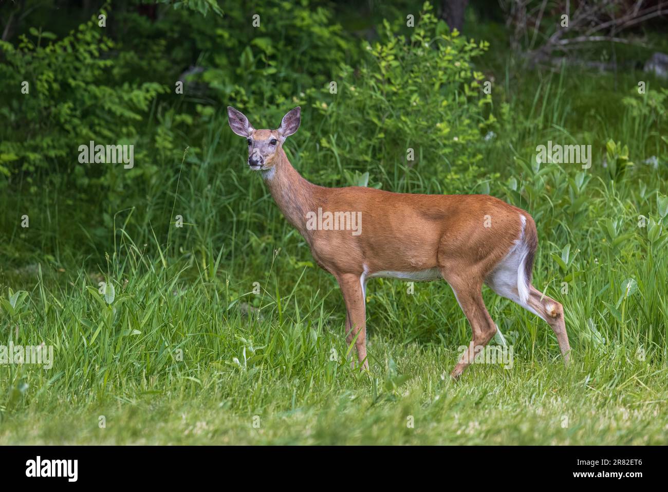 White-tailed doe alert and ready to bolt Stock Photo - Alamy