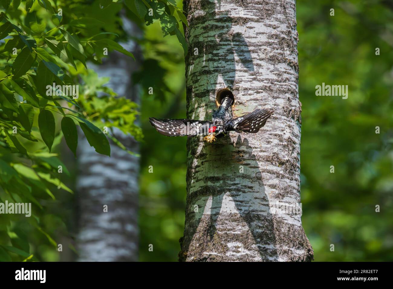 Female yellow-bellied sapsucker in northern Wisconsin Stock Photo - Alamy