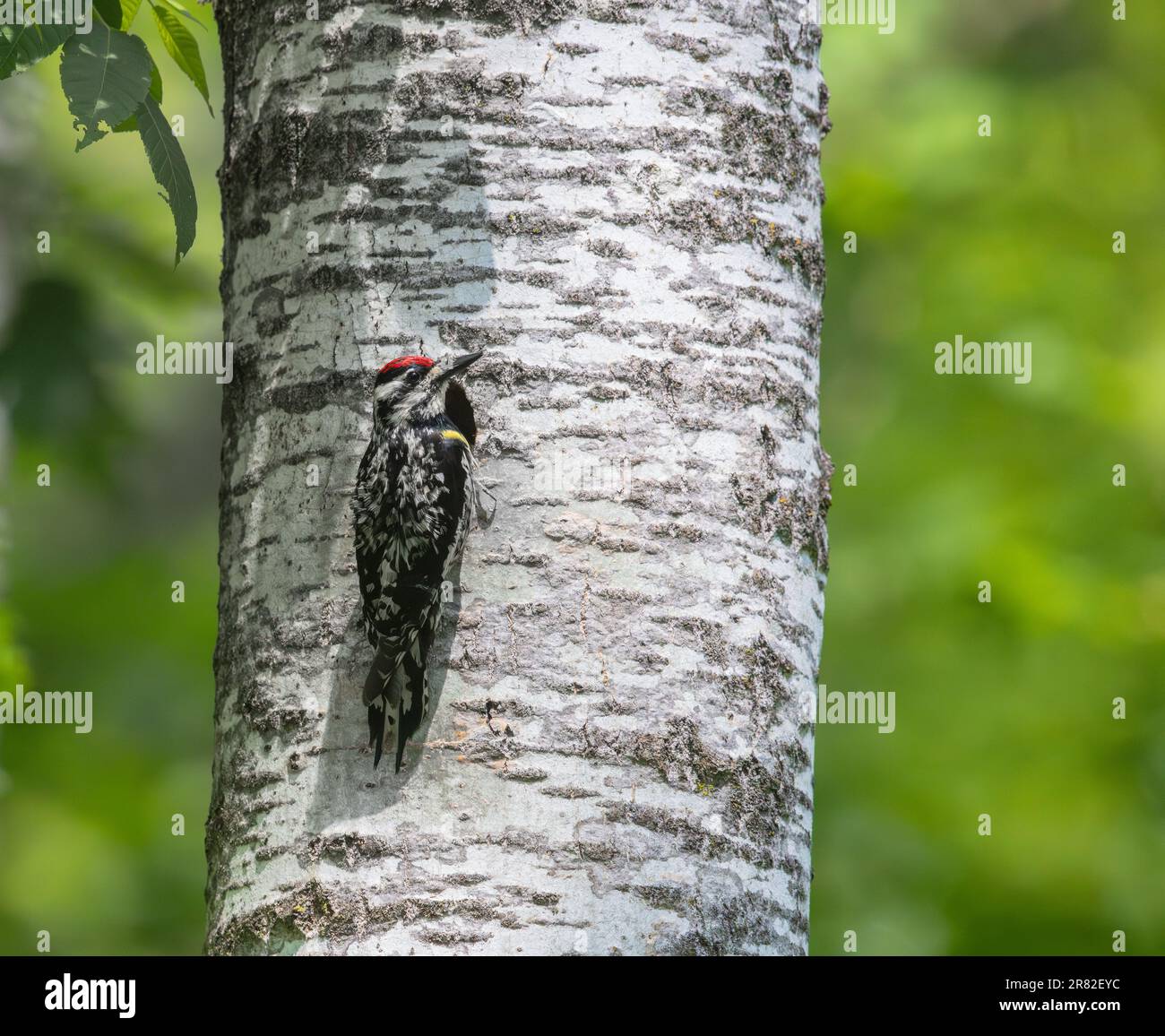 Female sapsucker at nest hi-res stock photography and images - Alamy