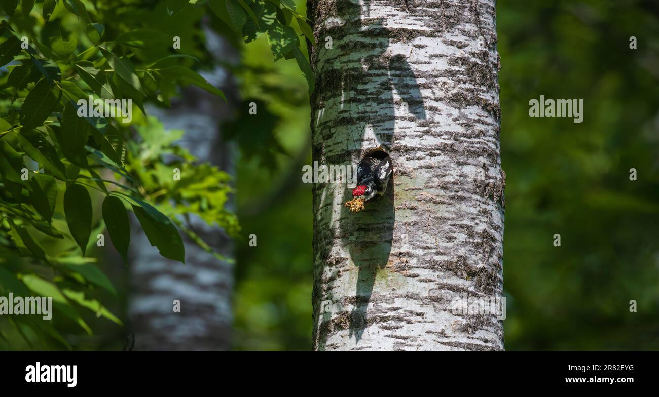 Female yellow-bellied sapsucker in northern Wisconsin Stock Photo - Alamy