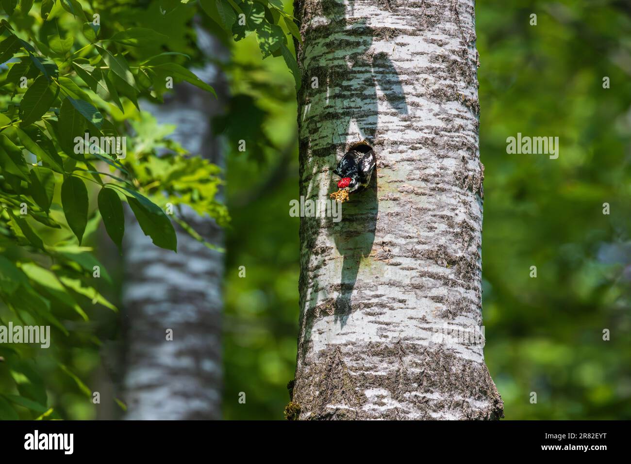 Female sapsucker at nest hi-res stock photography and images - Alamy