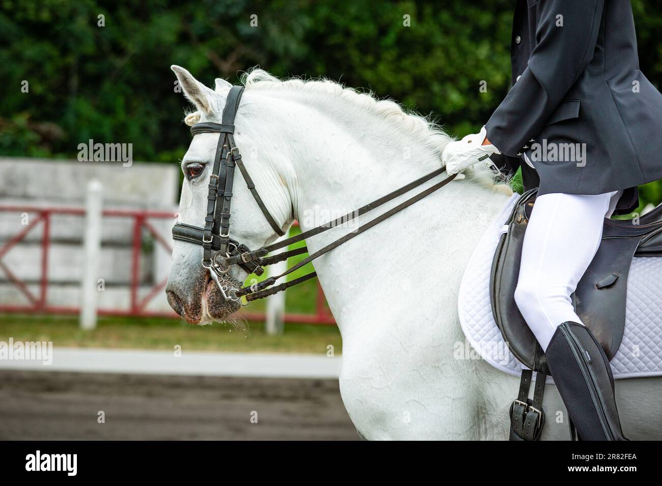 White horse during dressage competition, bridle, saddle and rider Stock ...