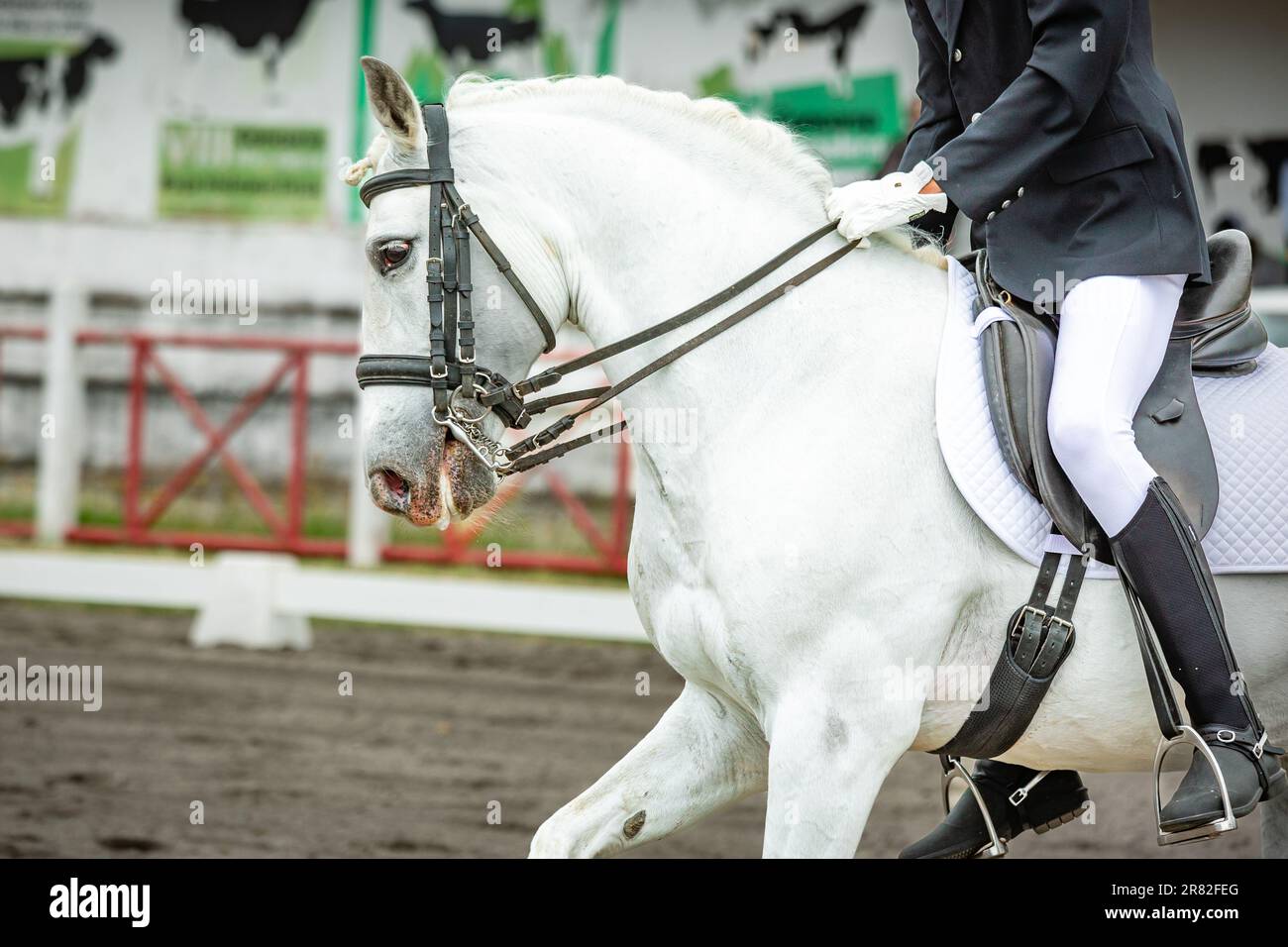 White horse during dressage competition, bridle, saddle and rider Stock ...