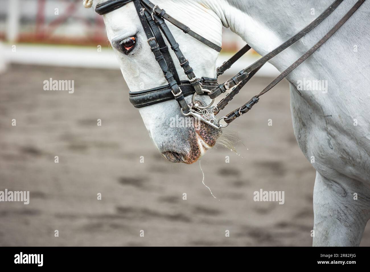 White horse during dressage competition, bridle, saddle and rider Stock ...