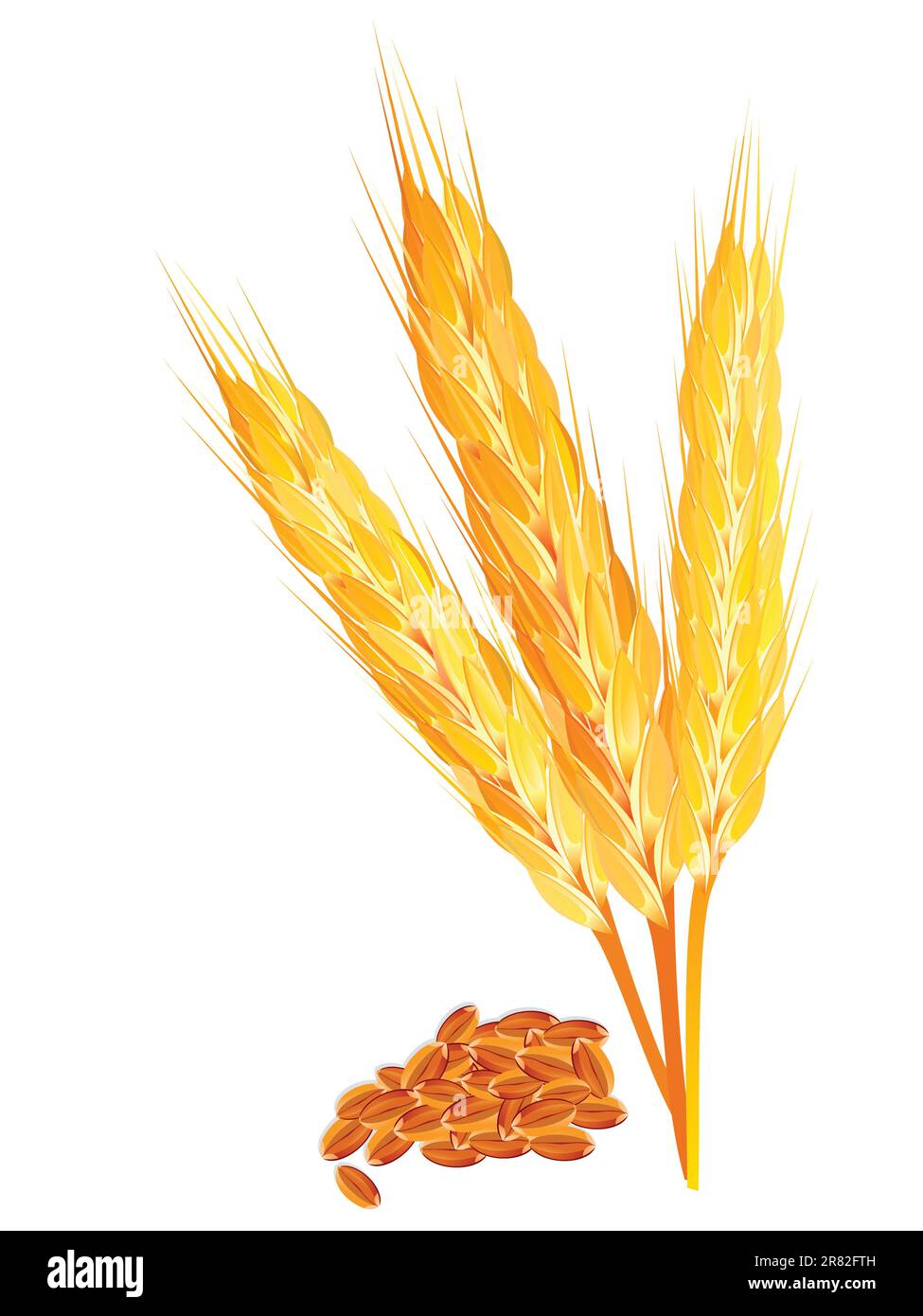 abstract wheat ears with ripel vector illustration Stock Vector Image ...