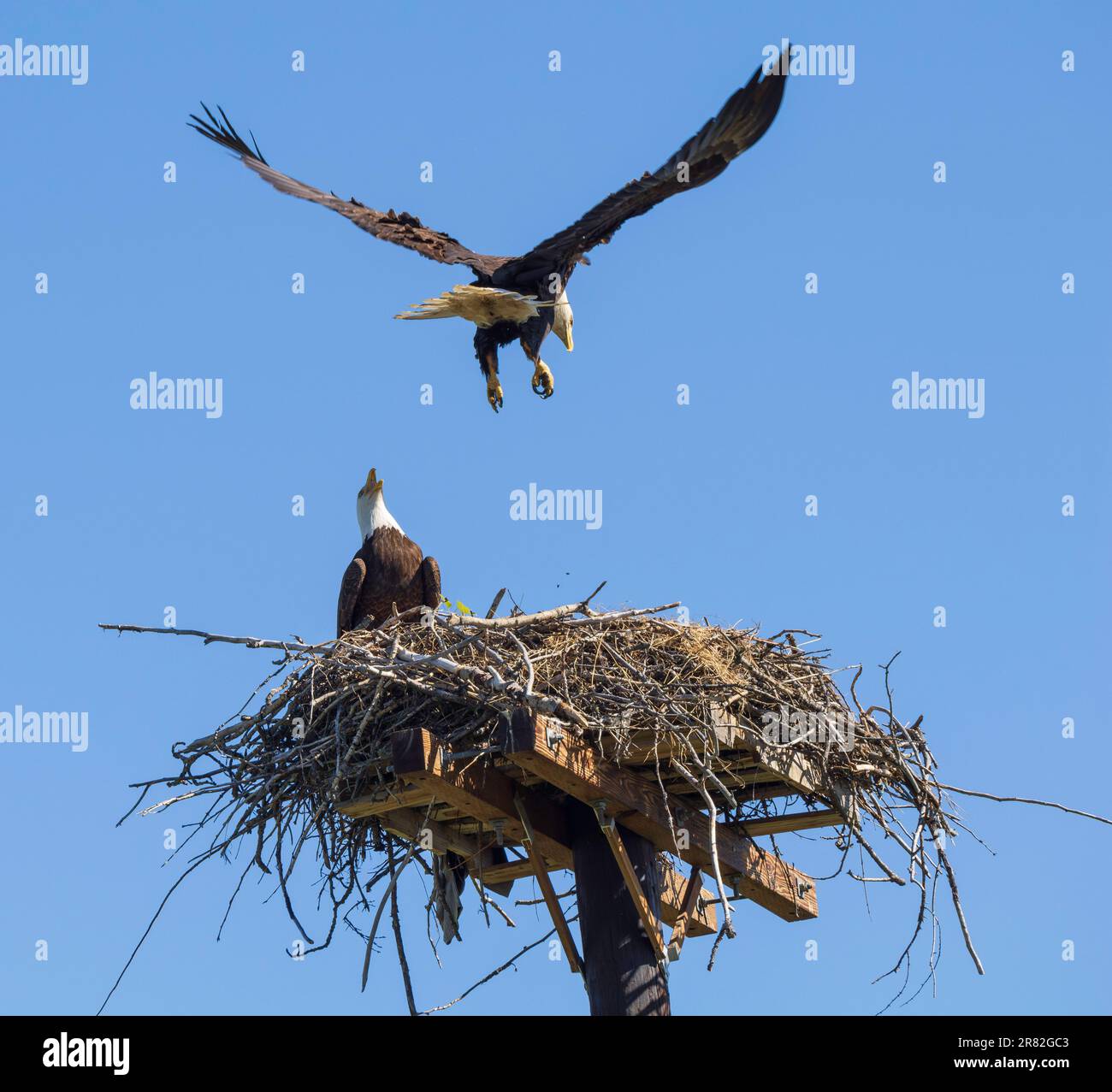 American bald eagle nest hi-res stock photography and images - Alamy