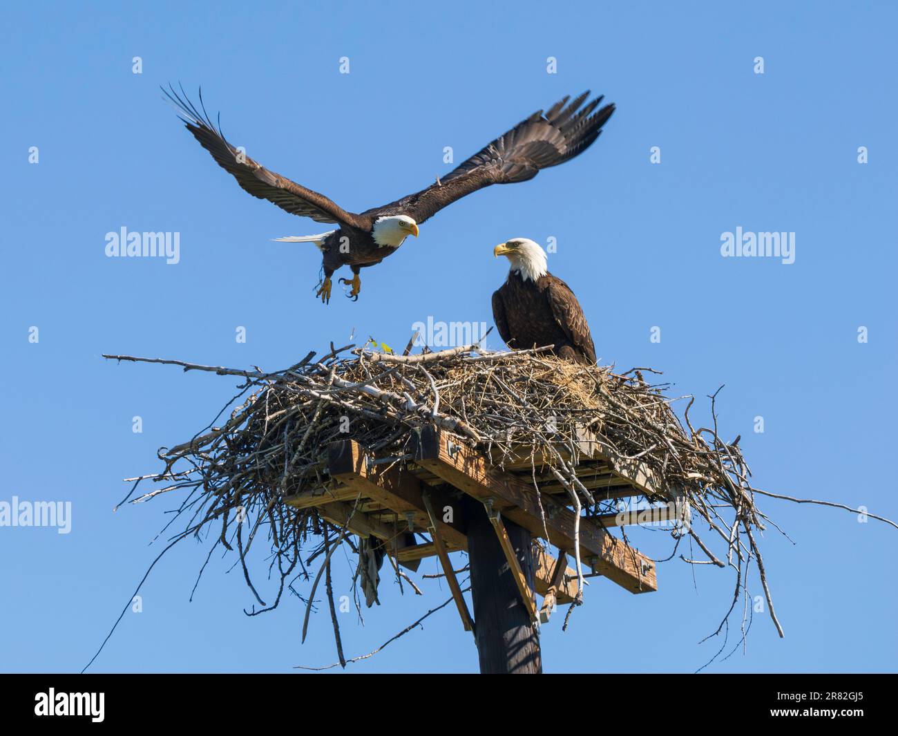 Nesting American Bald Eagle Pair Stock Photo - Alamy