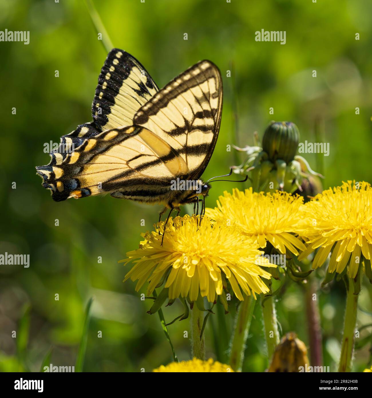 Swallowtail Butterfly on a Dandelion Stock Photo - Alamy