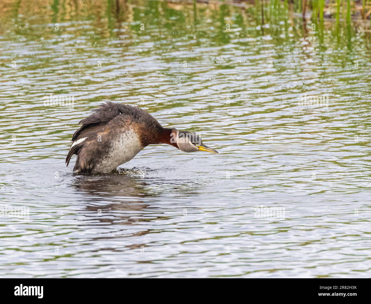 A Red-necked Grebe in Alaska Stock Photo - Alamy