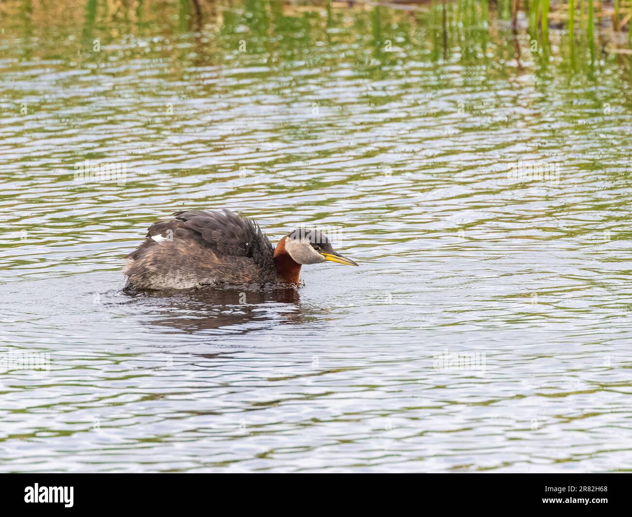 Long necked duck hi-res stock photography and images - Alamy