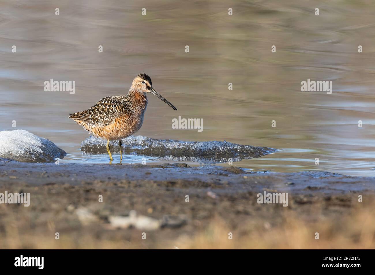 Short-billed Dowitcher in Alaska during Springtime Stock Photo - Alamy