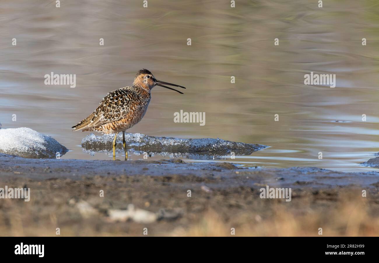Short-billed Dowitcher in Alaska during Springtime Stock Photo - Alamy