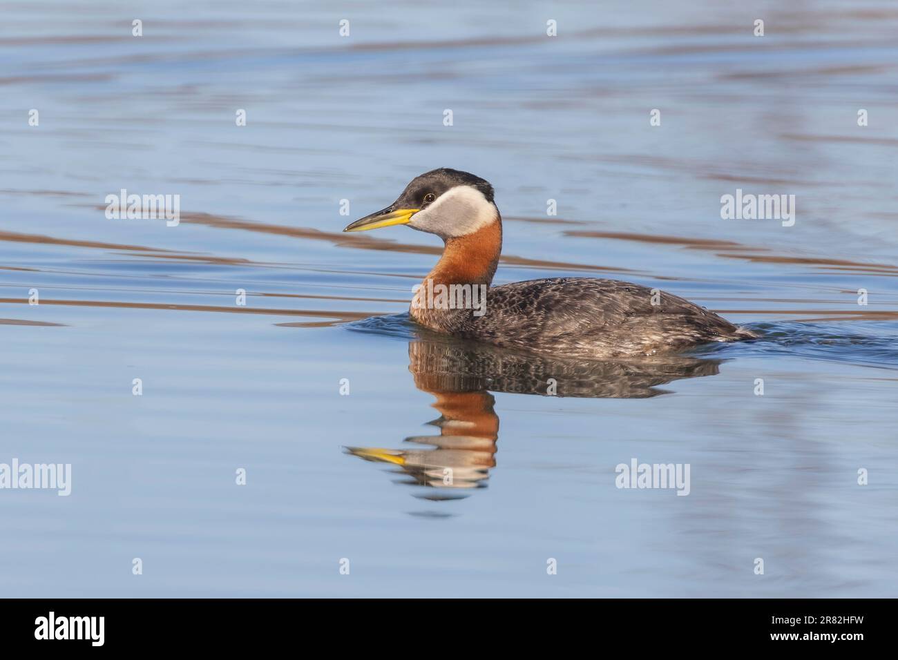 A Red-necked Grebe in Alaska Stock Photo - Alamy
