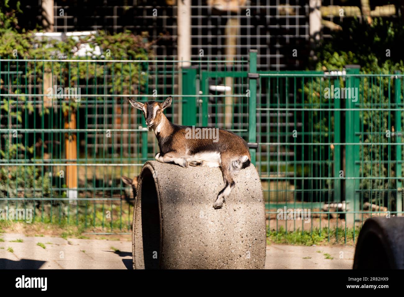 A goat lying on a large concrete barrel in the zoo Stock Photo - Alamy