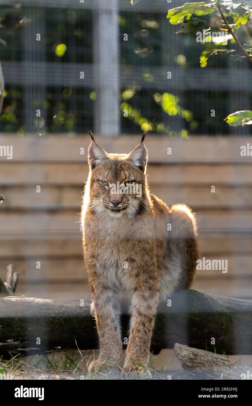 A curious lynx stands in an outdoor enclosure, surrounded by a natural ...