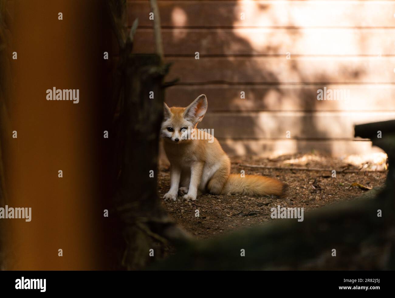 An adorable red fox perched in its native habitat, its plush fur ...