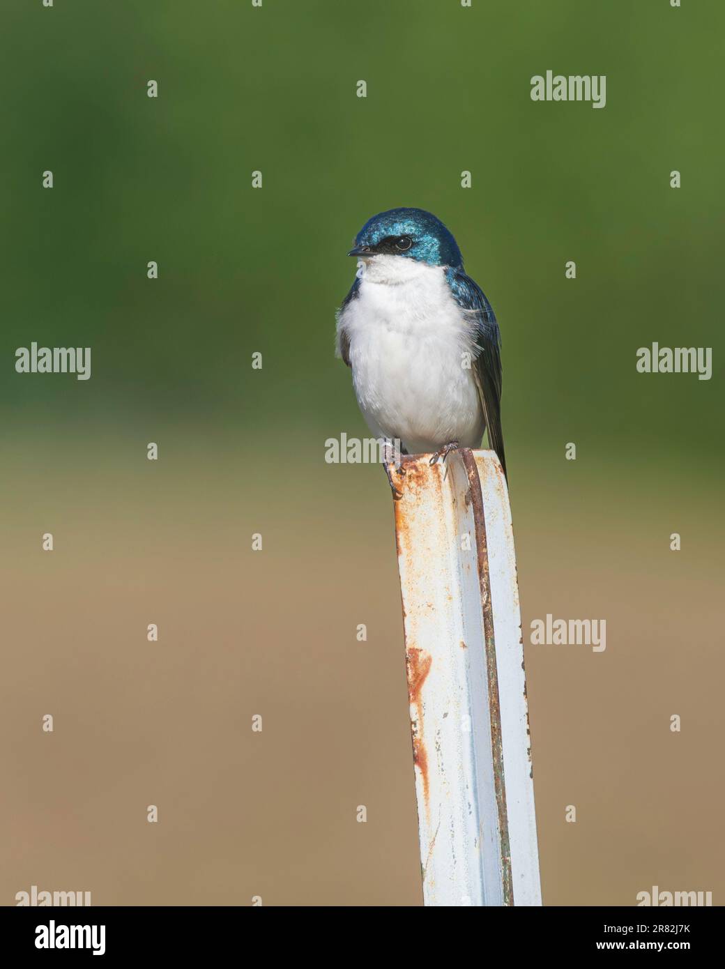 Tree swallow in flight hi-res stock photography and images - Alamy