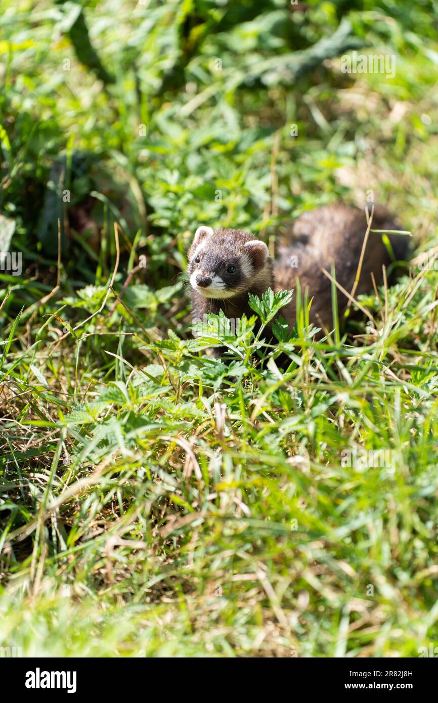 An adorable ferret standing in a field of grass, looking directly at ...