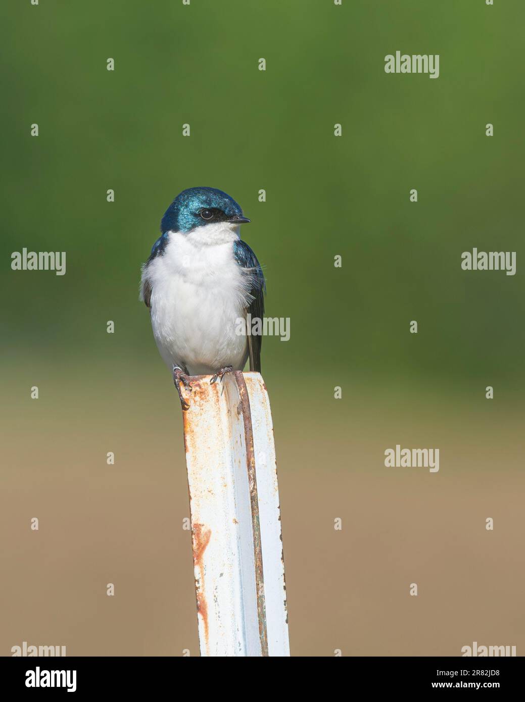 A Tree Swallow in Alaska Perched on a Metal Pole Stock Photo - Alamy