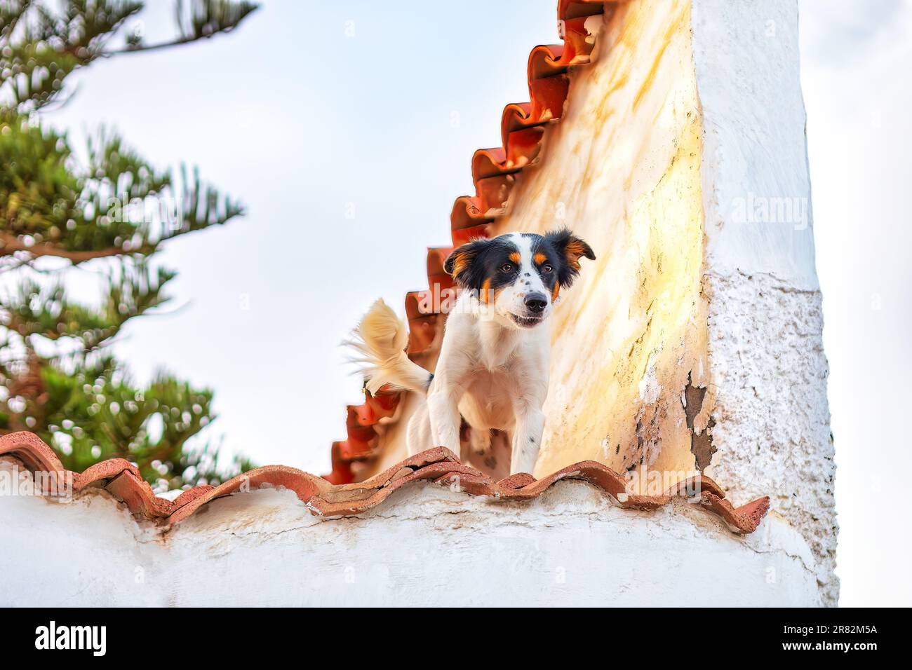 Dog barking on the roof . Domestic dog standing on the rooftop Stock ...