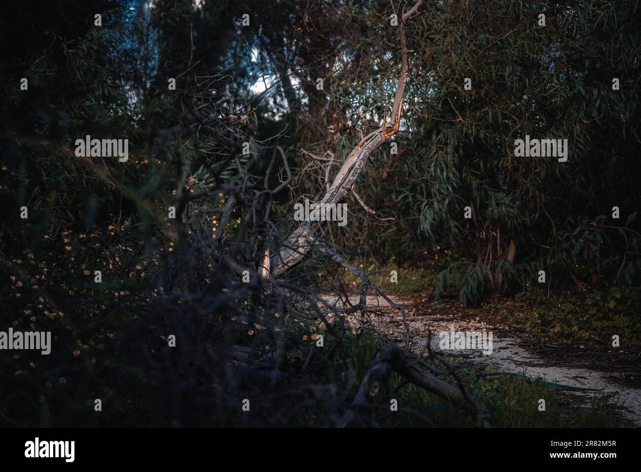 A mysterious pathway that weaves through a dense forest of tall trees ...