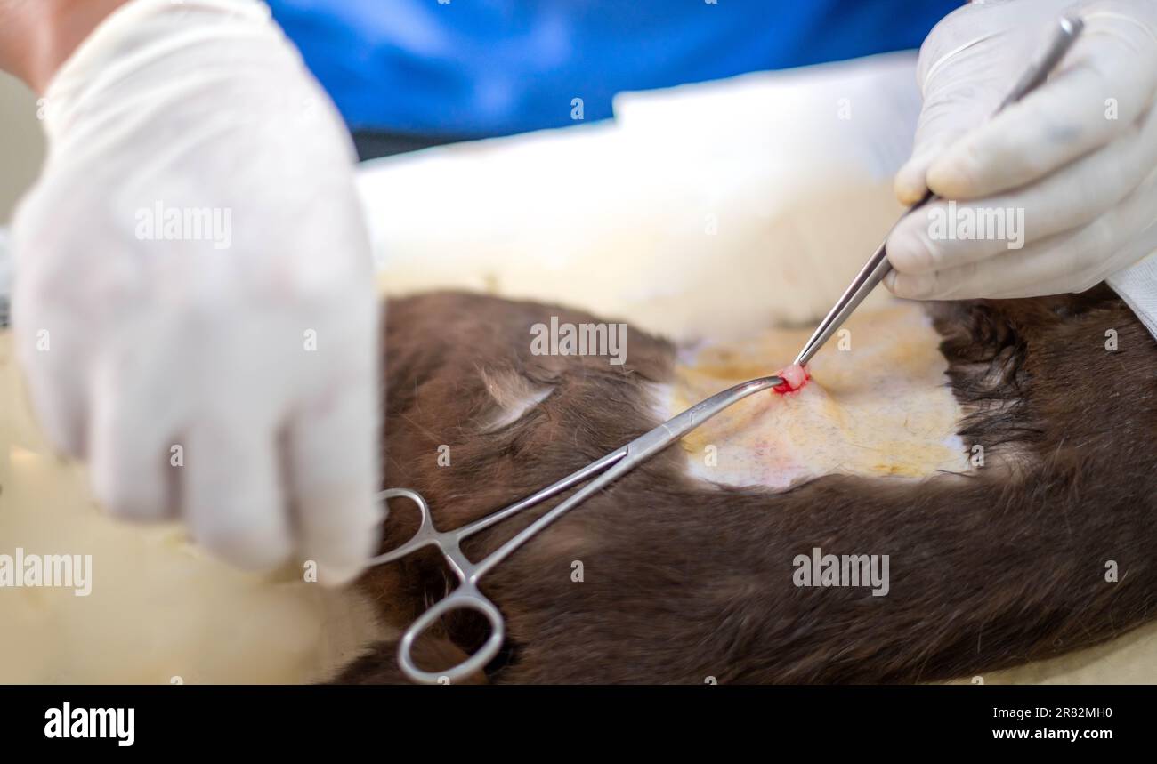 Hands of veterinarian with gloves holding and cutting cat's testicles ...