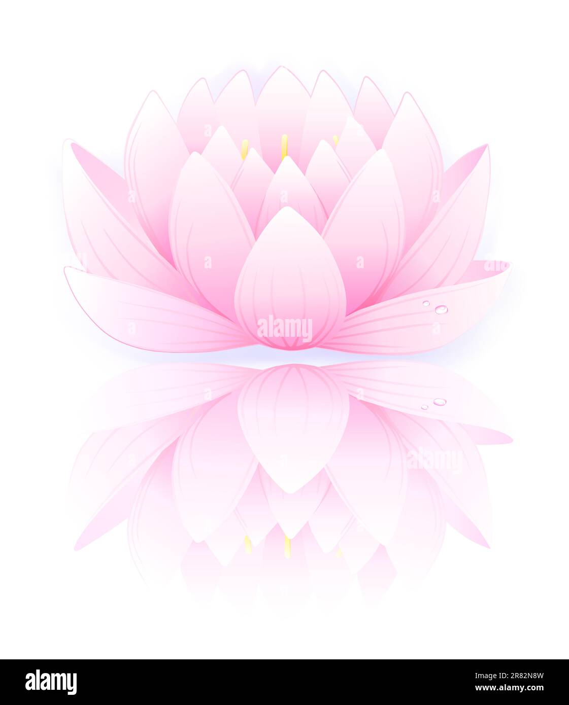 Vector illustration of pink lotus isolated on white background Stock ...