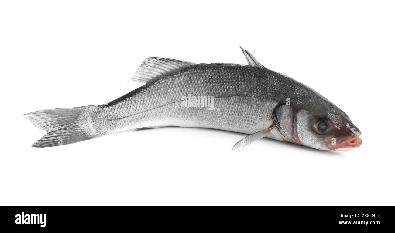 Sea Bass Fish Eat at Loretta Sams blog