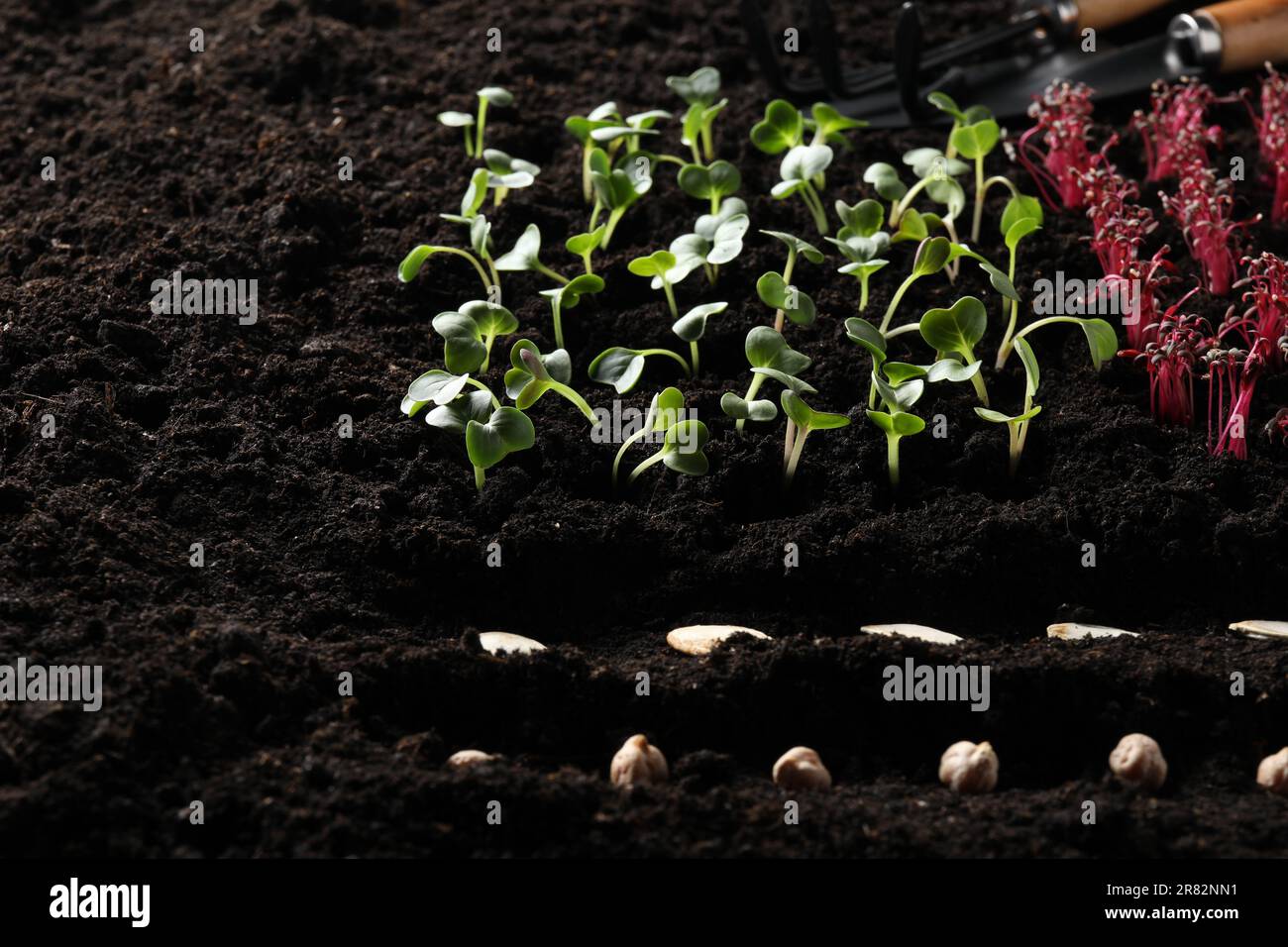 Many seeds and vegetable seedlings in fertile soil Stock Photo - Alamy