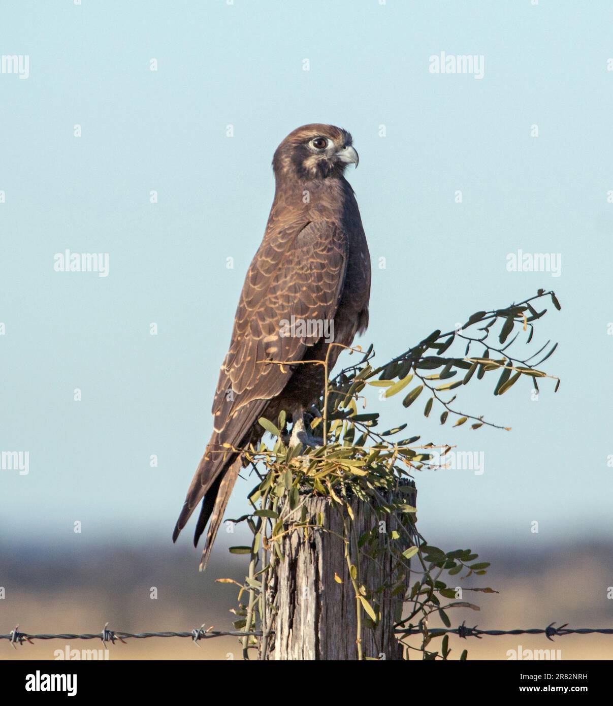 Brown Falcon, Falco berigora, in alert pose, perched on weathered fence ...