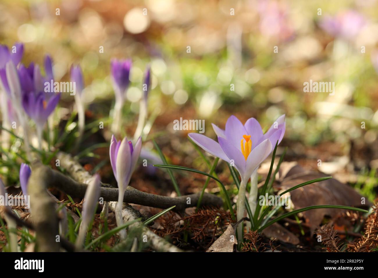 Beautiful crocus flowers growing outdoors, closeup view Stock Photo - Alamy