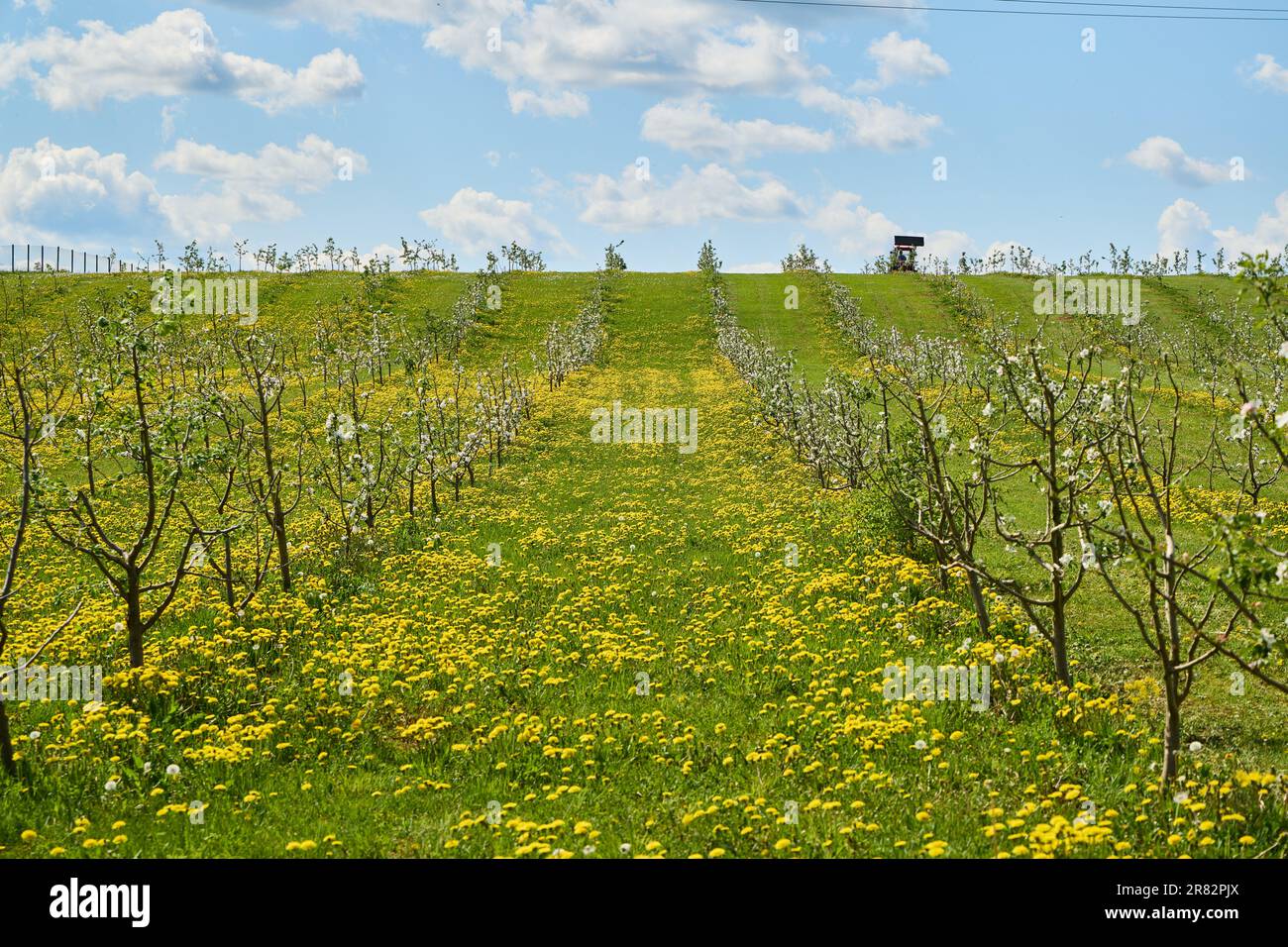Large beautiful green apple orchard in summer Stock Photo - Alamy
