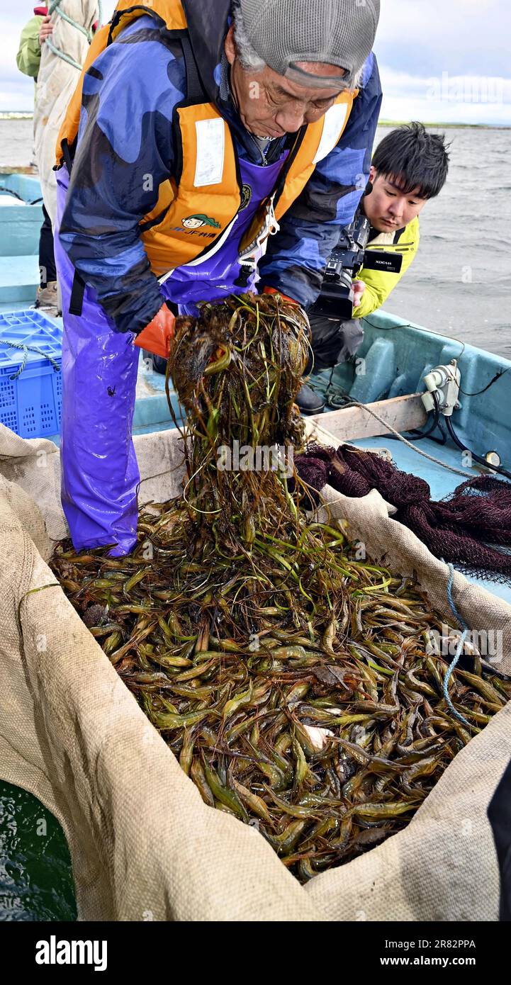 A fisherman lands Hokkai shimaebi (Pandalus latirostris) in the early ...