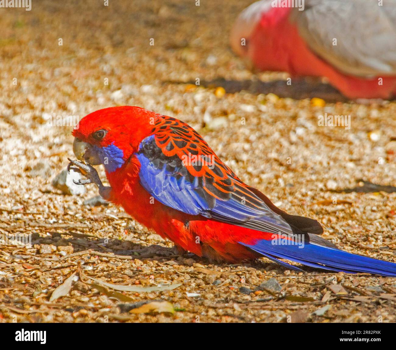 Stunning vivid red parrot, Crimson rosella, Platycercus elegans ...