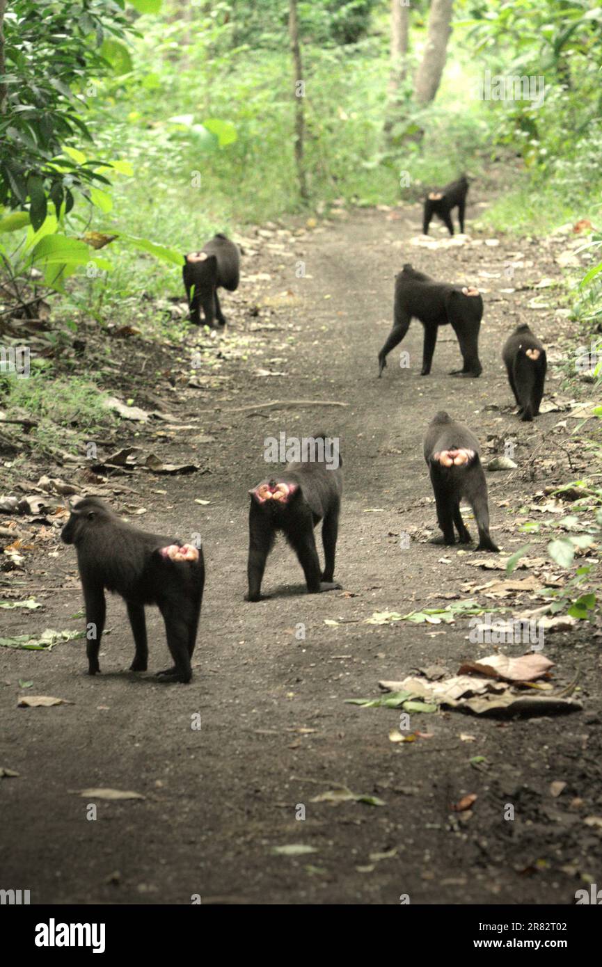 A troop of Sulawesi black-crested macaque (Macaca nigra) on a road ...