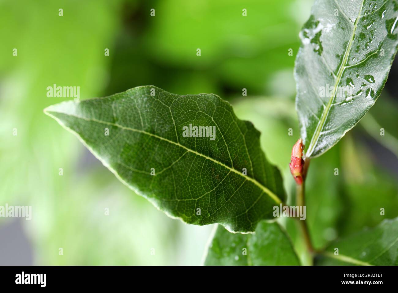Bay tree with green leaves growing on blurred background, closeup Stock ...