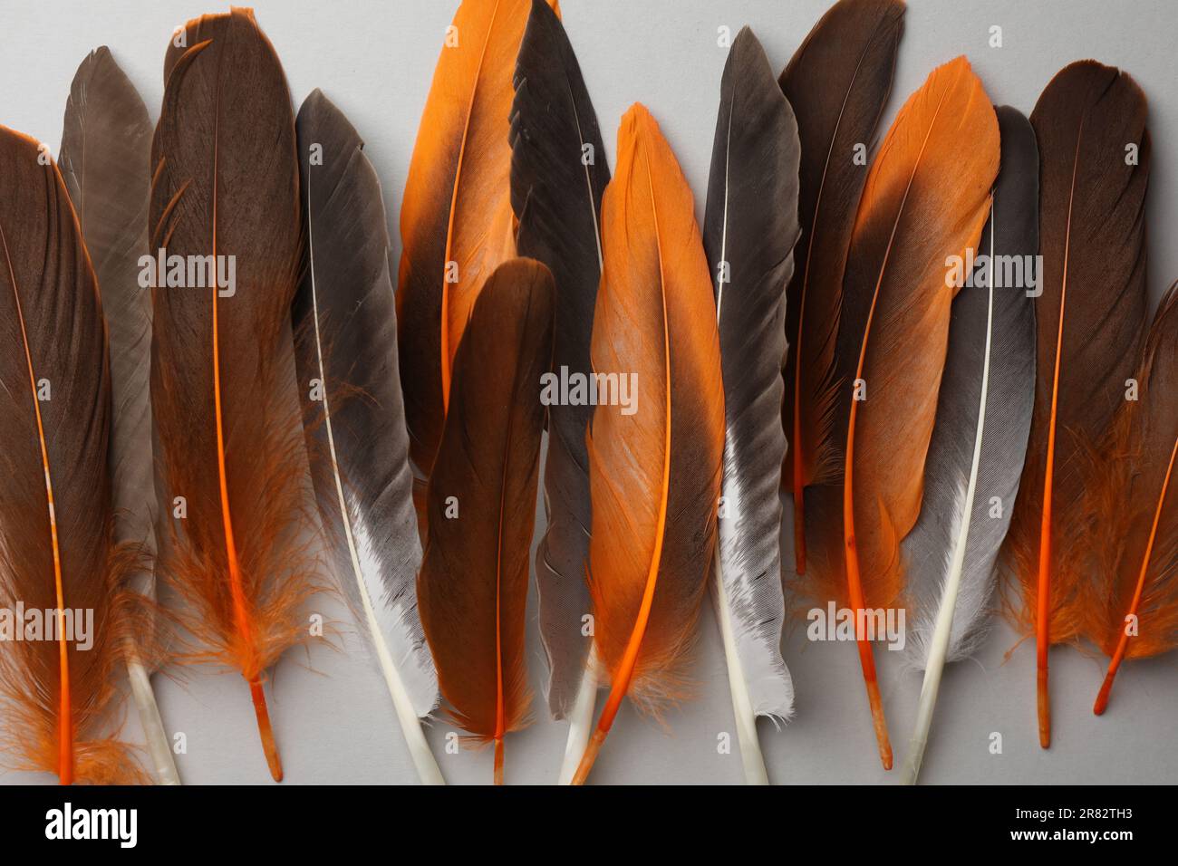 Different feathering hi-res stock photography and images - Alamy