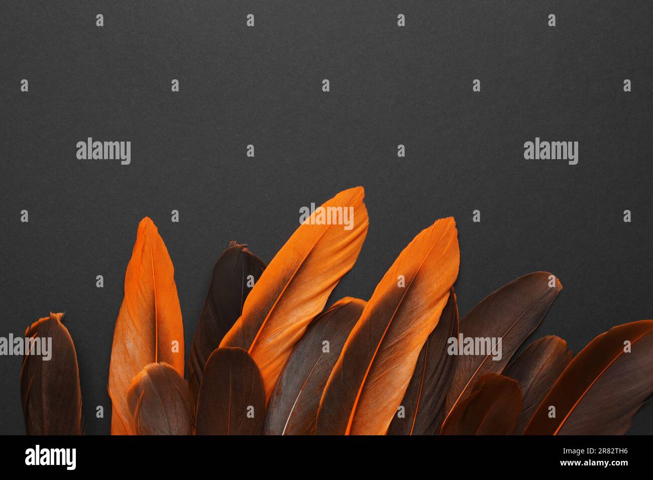 Many different bird feathers on black background, flat lay. Space for ...