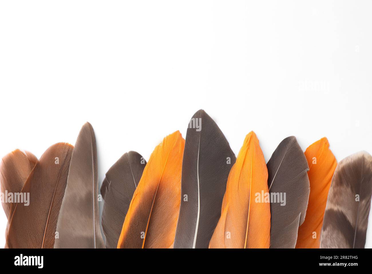 Many different bird feathers on white background, flat lay. Space for ...