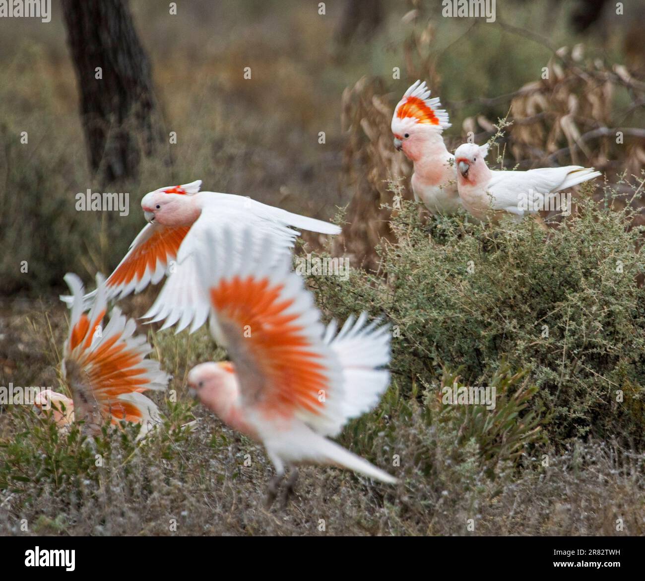 Flock of rare / endangered Major Mitchell / pink cockatoos in flight ...