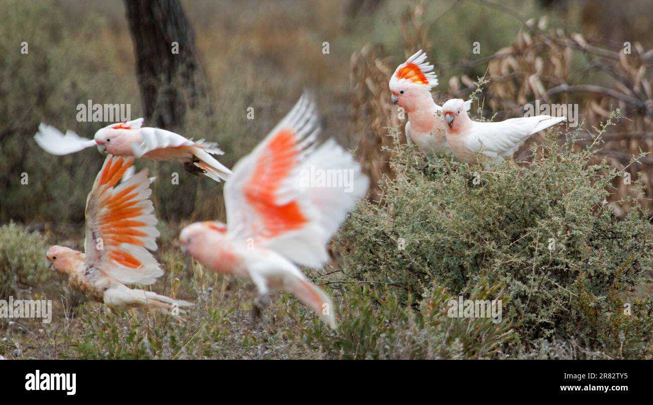Flock of rare / endangered Major Mitchell / pink cockatoos in flight ...